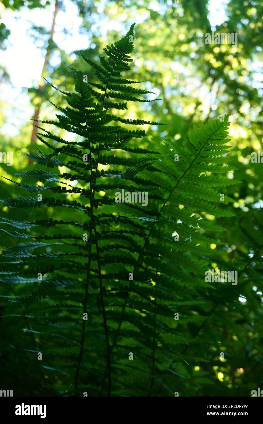 green fern leaves texture as nice natural background Stock Photo - Alamy