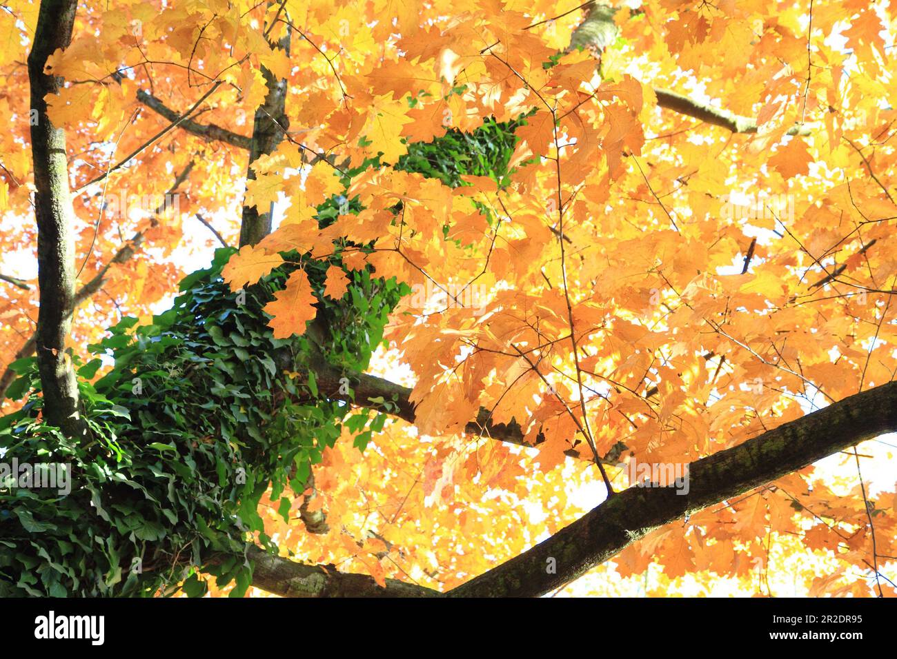 autumn leaves as nice natural color background Stock Photo - Alamy