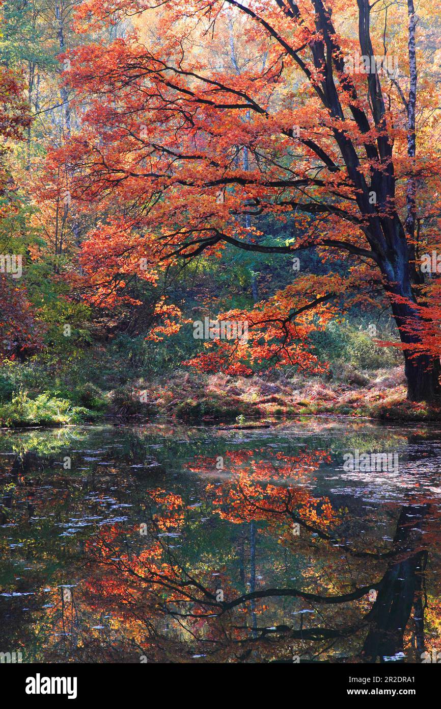 slow autumn river as nice seasonal background Stock Photo - Alamy