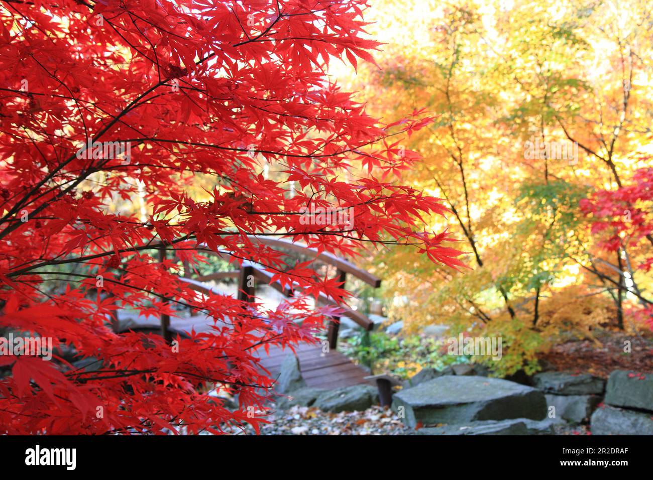 autumn leaves as nice natural color background Stock Photo - Alamy