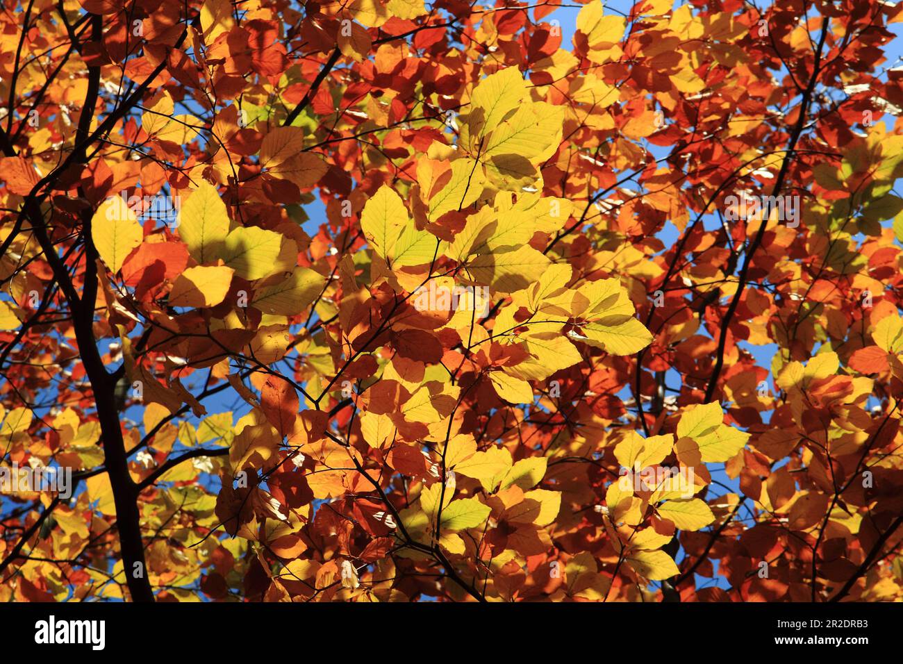 autumn leaves as nice natural color background Stock Photo - Alamy