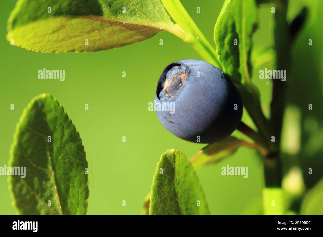 Low bush blueberry hi-res stock photography and images - Alamy