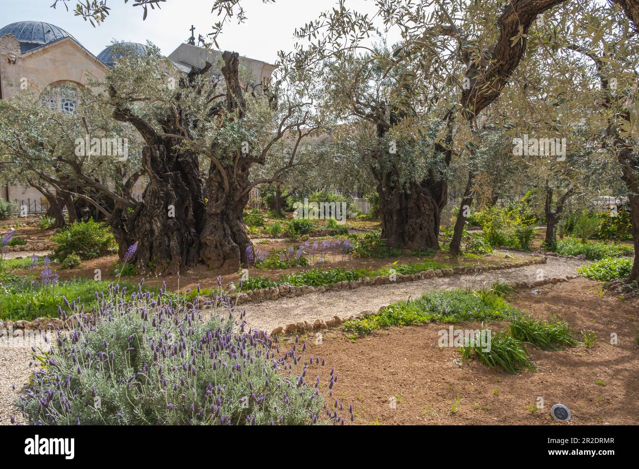 Gethsemane garden, Mount of Olives, Jerusalem Israel. Biblical place ...