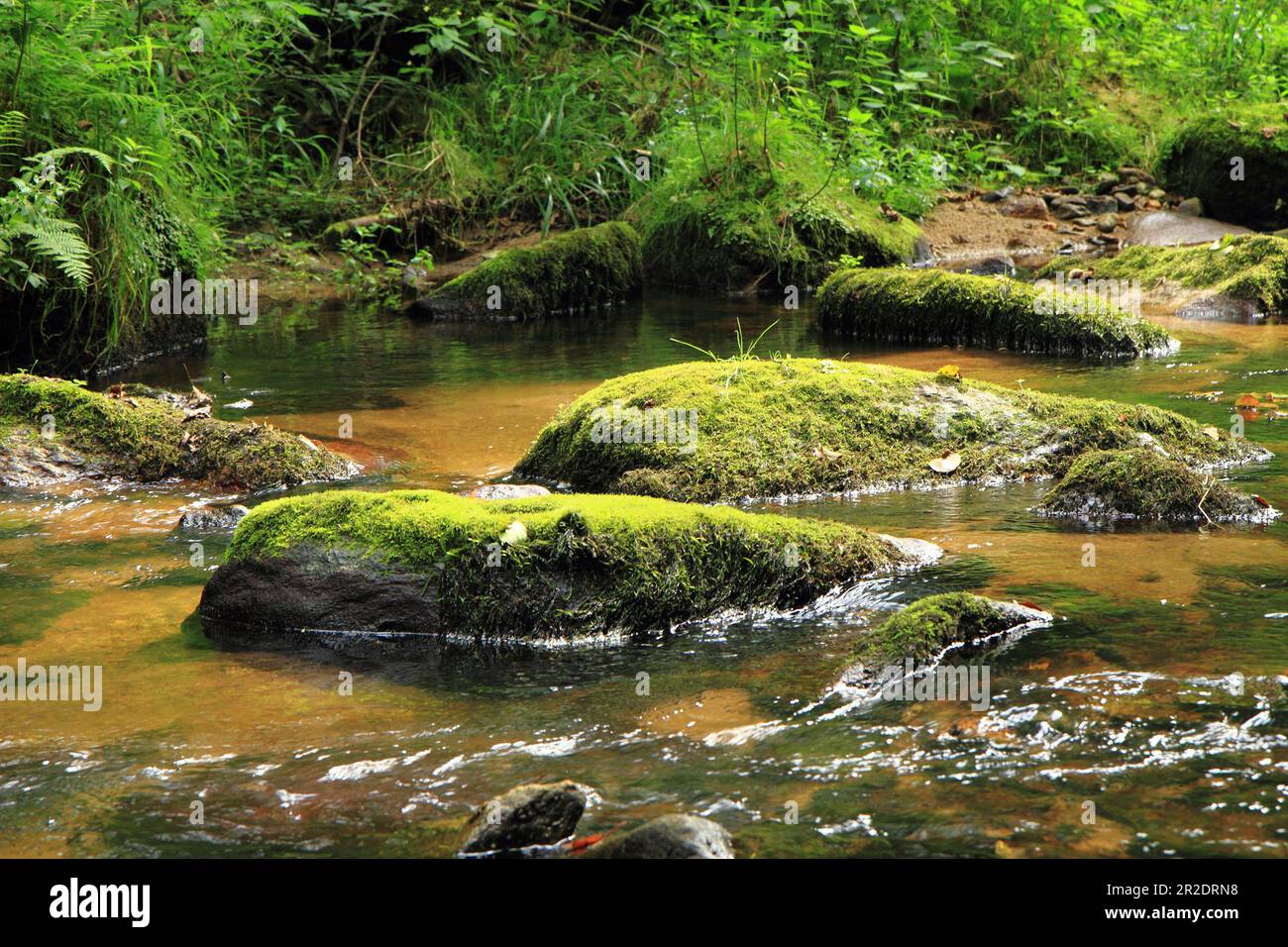 river in the green spring czech forest Stock Photo - Alamy