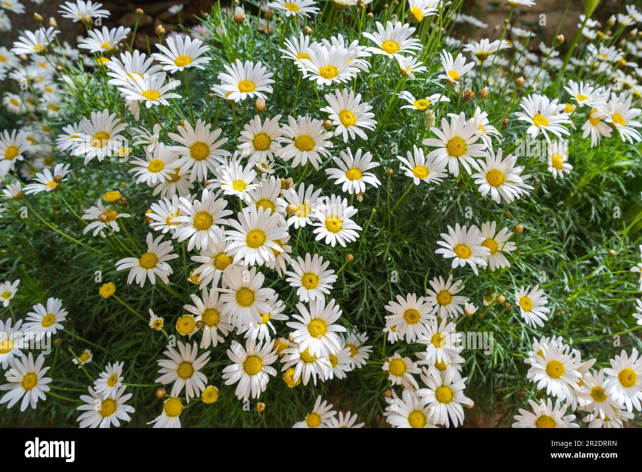 Flowering daisies. Oxeye Daisy, Leucanthemum vulgare, Daisies, Dox-eye ...