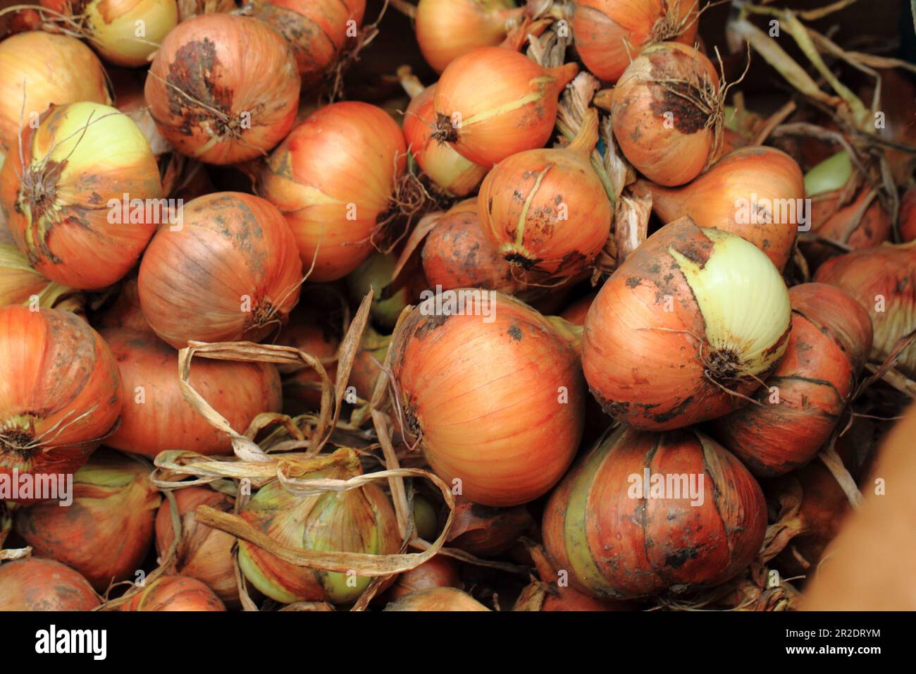 fresh onion from small czech farm as nice background Stock Photo - Alamy