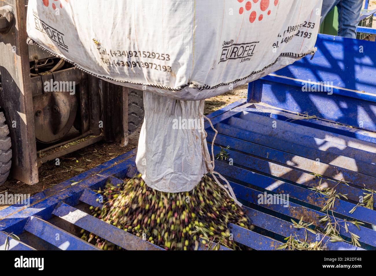 Olive oil harvest procedure sorting Stock Photo - Alamy