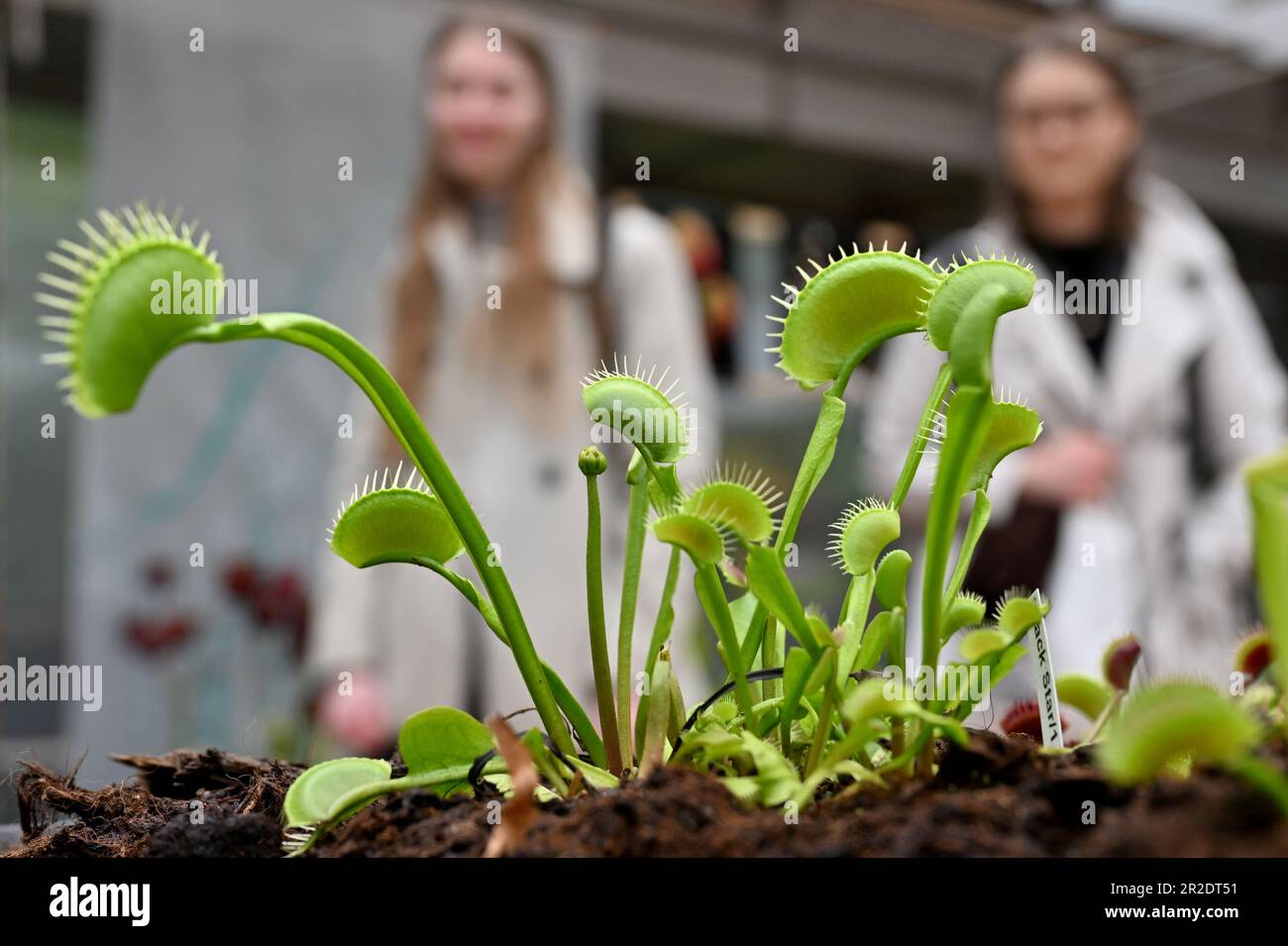 Brno, Czech Republic. 19th May, 2023. Carnivorous plants exhibition in ...