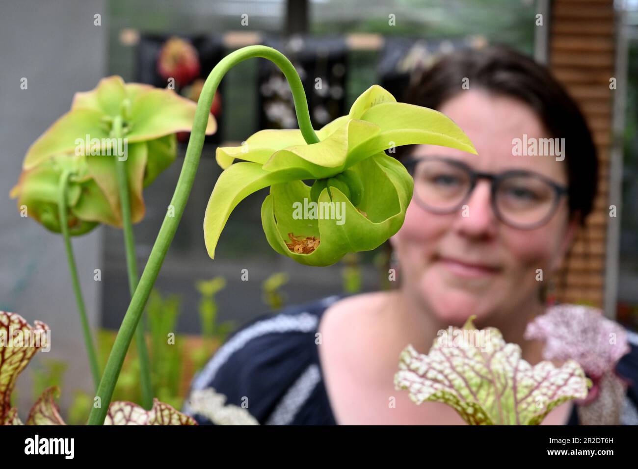Brno, Czech Republic. 19th May, 2023. Carnivorous plants exhibition in ...
