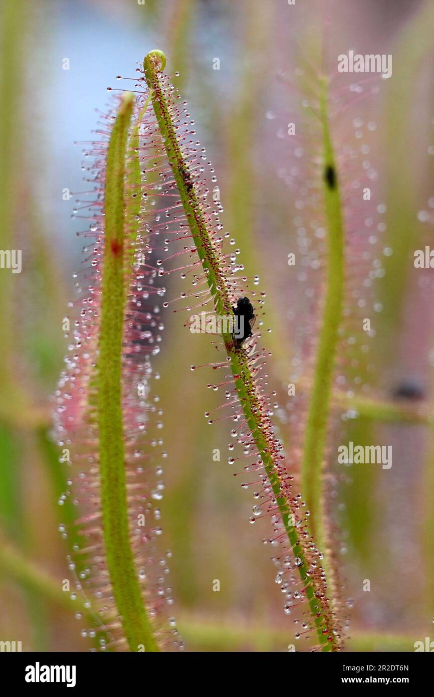 Brno, Czech Republic. 19th May, 2023. Carnivorous plants exhibition in ...