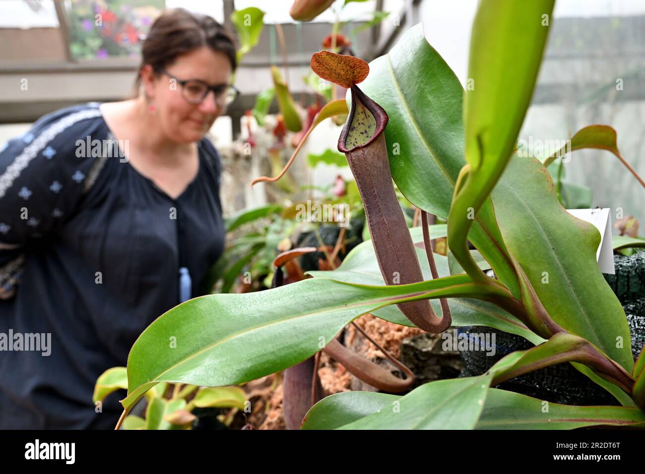 Brno, Czech Republic. 19th May, 2023. Carnivorous plants exhibition in ...