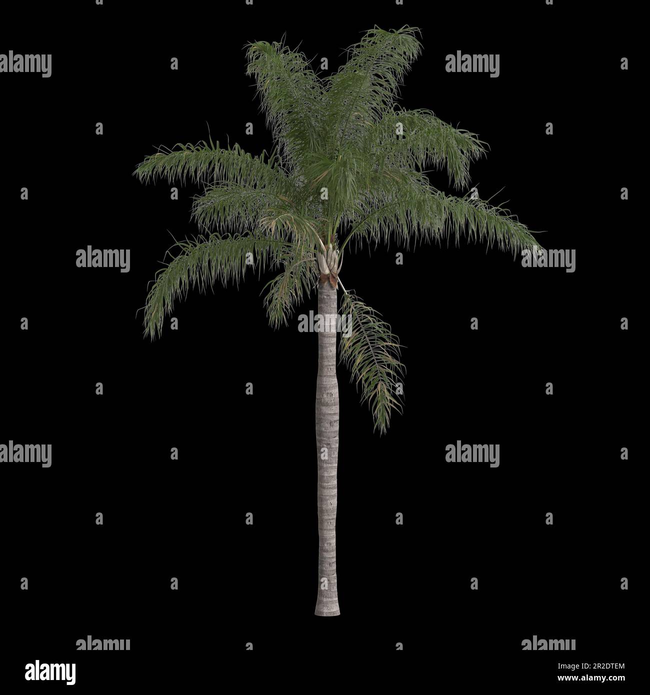 Queen palm leaves syagrus hi-res stock photography and images - Alamy