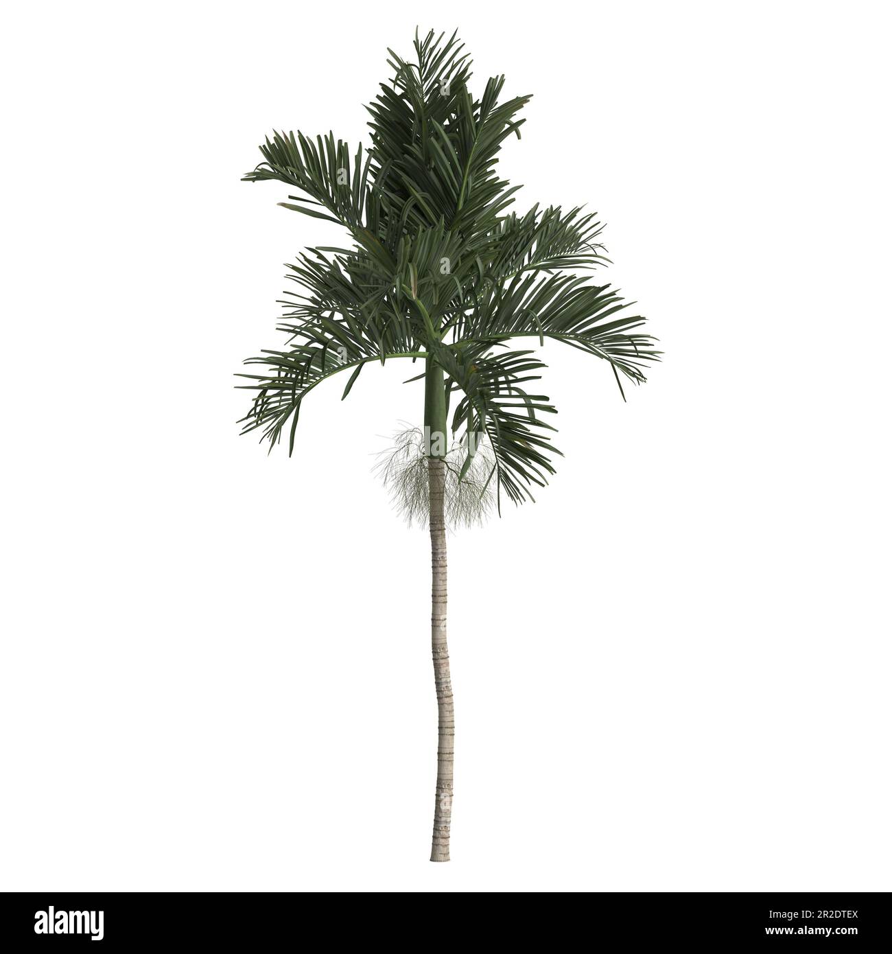 3d illustration of areca catechu palm isolated on white background ...
