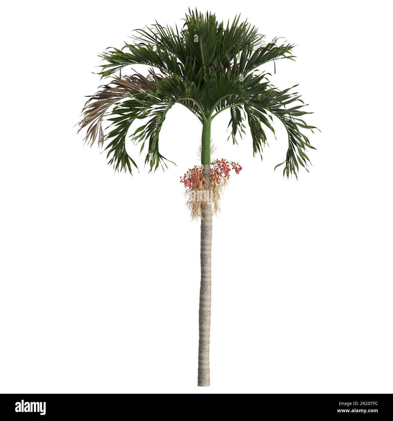 3d illustration of adonidia merrillii palm isolated on white background ...