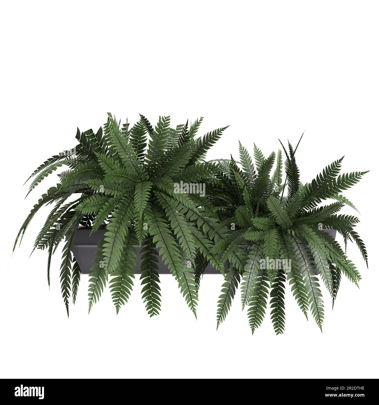 3d illustration of hangong petted plant isolated on white background ...