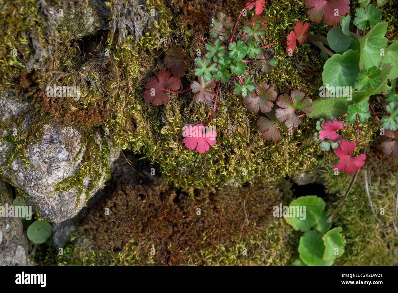 ecosystem of red and green wild succulent leafy plants growing on moss ...