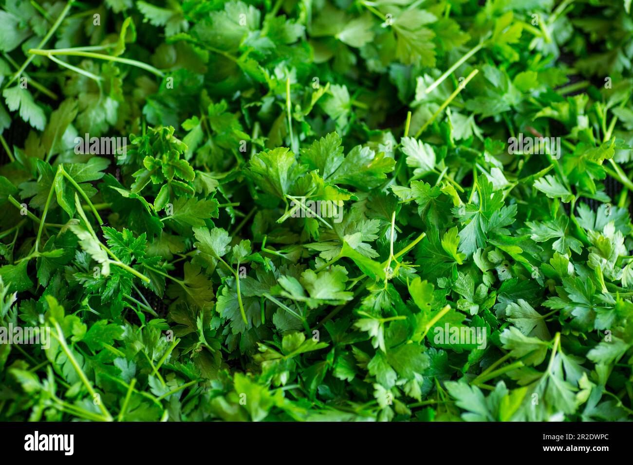 green fresh background of fresh natural parsley Stock Photo - Alamy