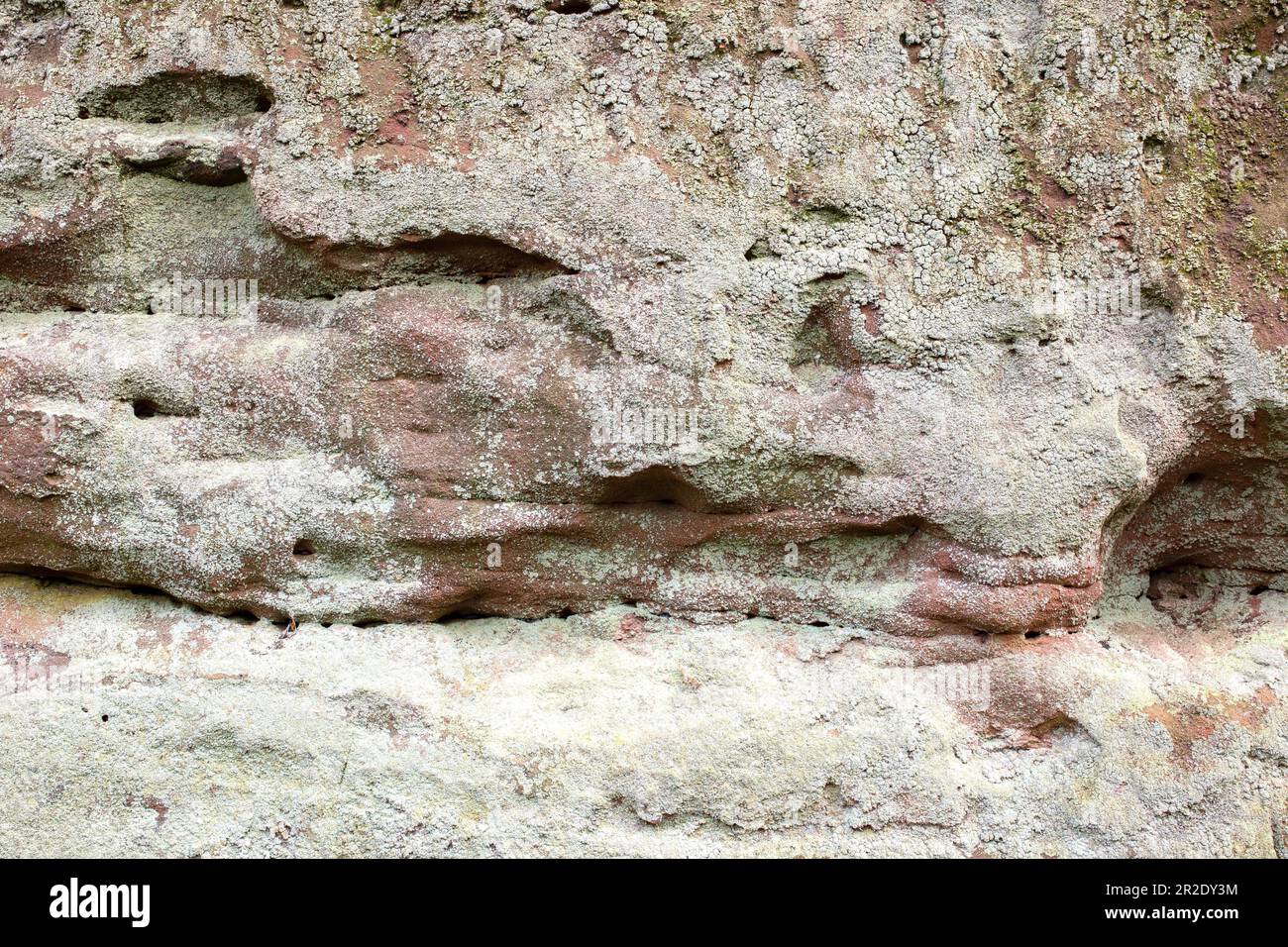 Lichen growing on the face of a sandstone rock wall. Lichens are a ...