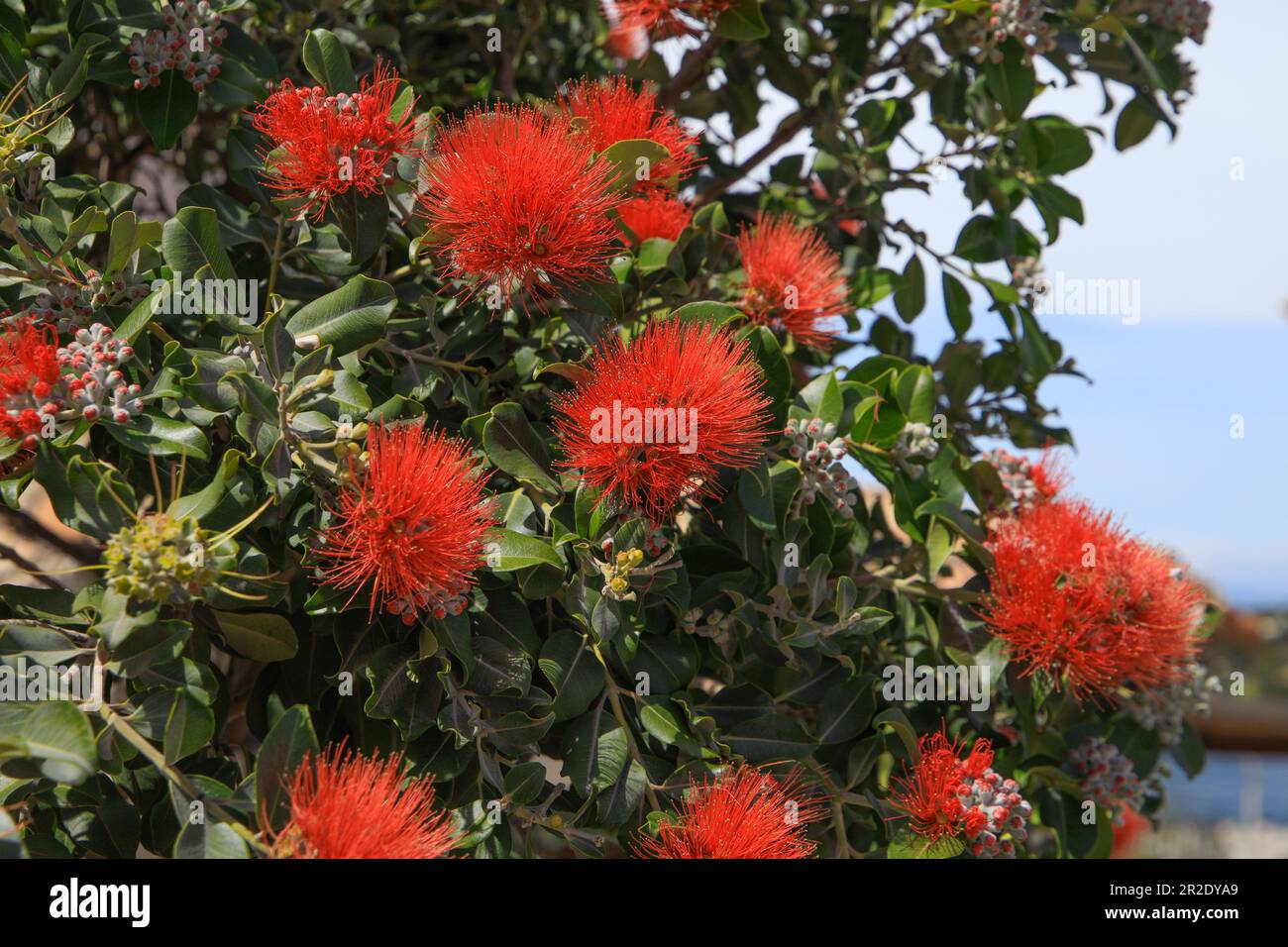 Ohia lehua blossom hi-res stock photography and images - Alamy
