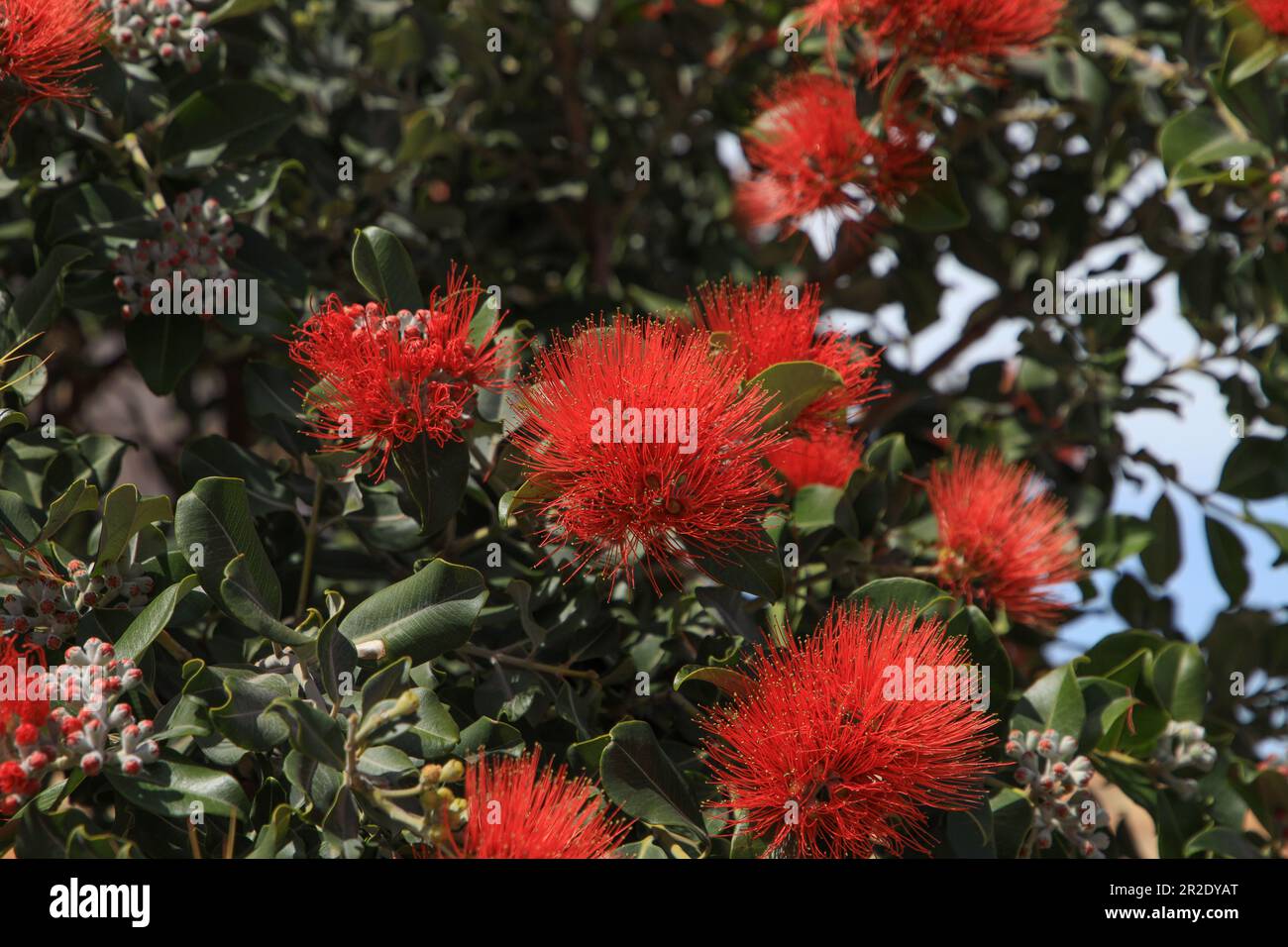 Ohia lehua blossom hi-res stock photography and images - Alamy