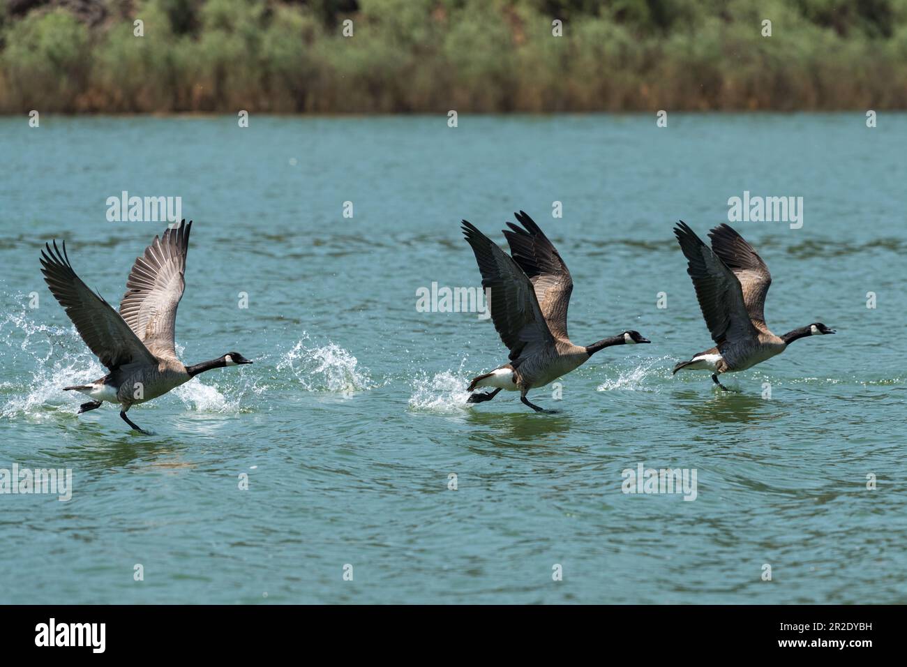 Geese flying from water hi-res stock photography and images - Alamy