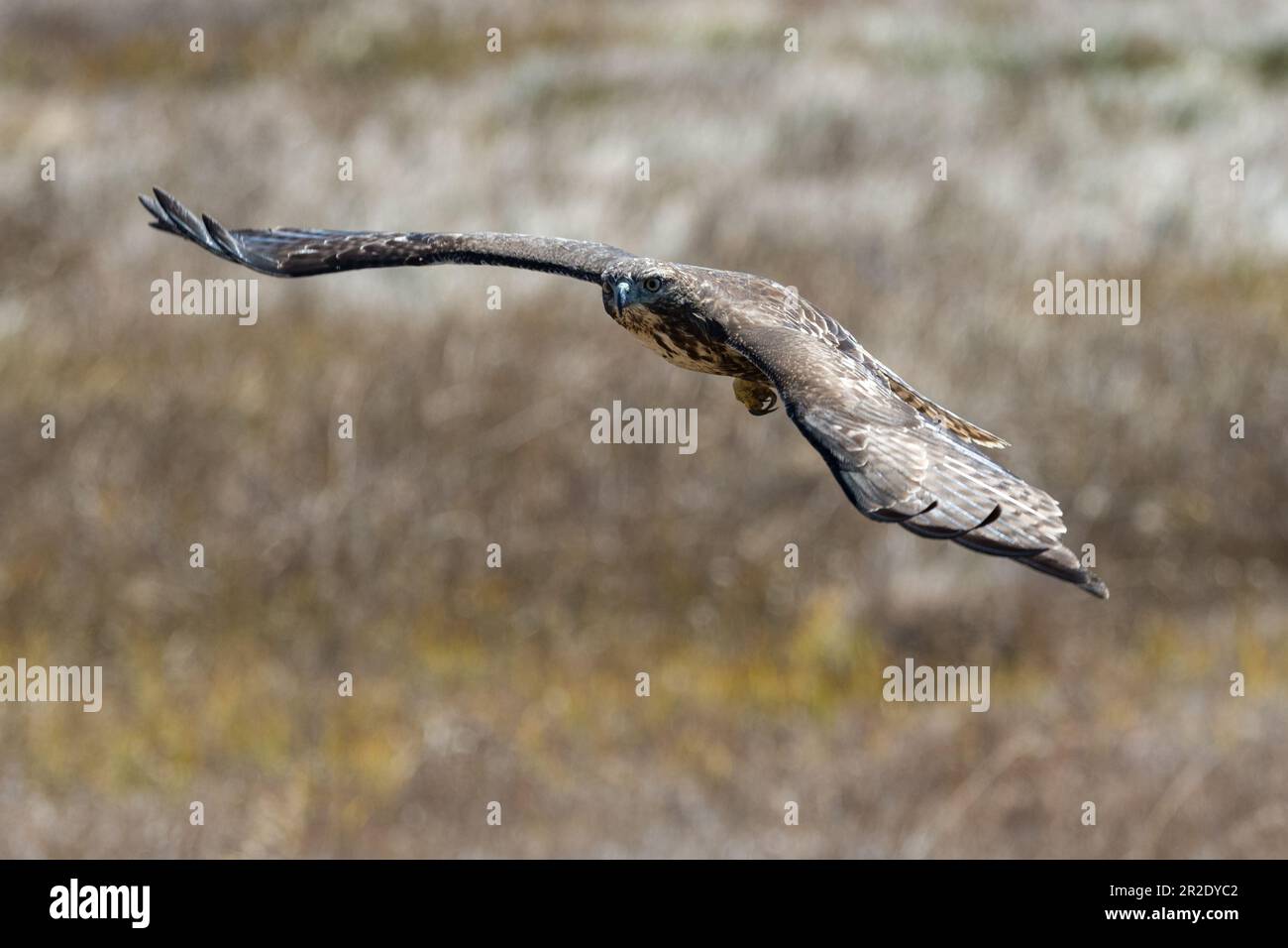 Predator tail hi-res stock photography and images - Alamy