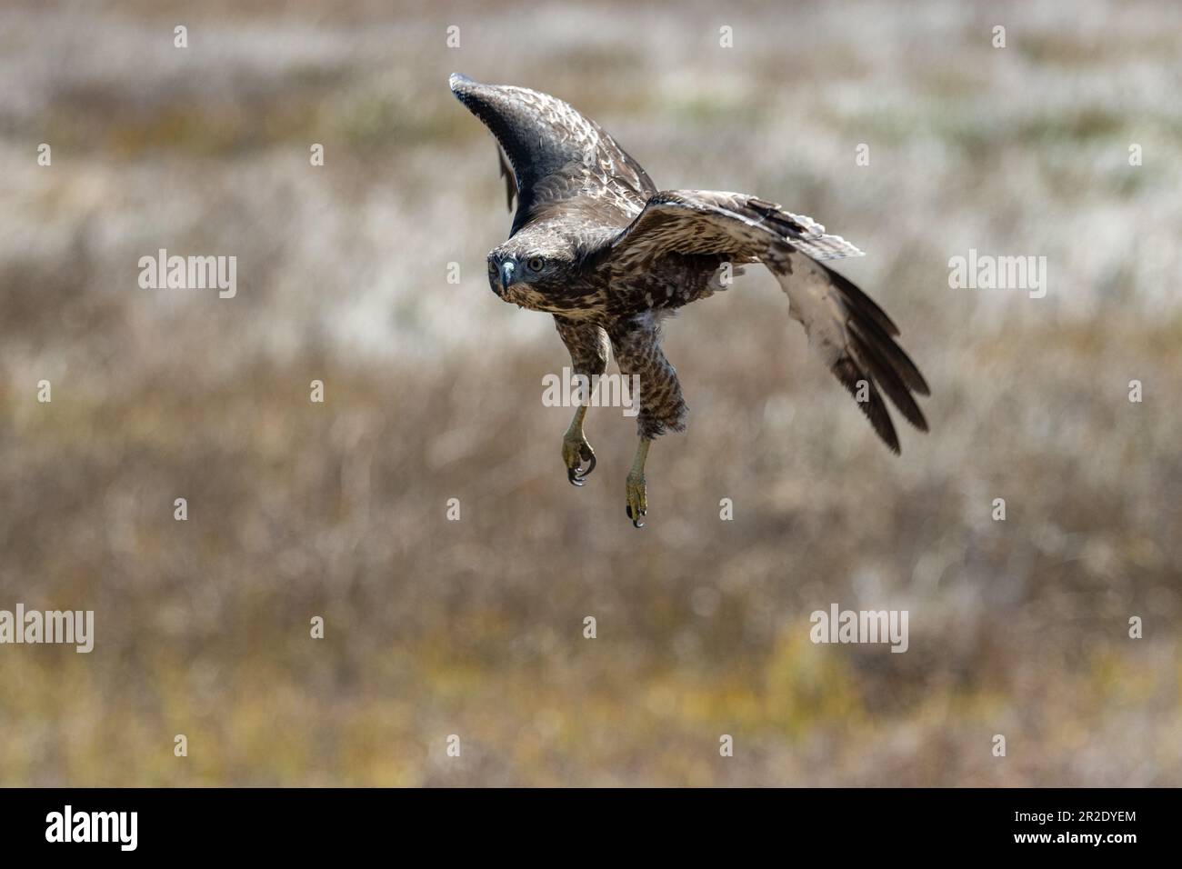 Red-tail hawk flying in flight. Ashland, Oregon Stock Photo - Alamy