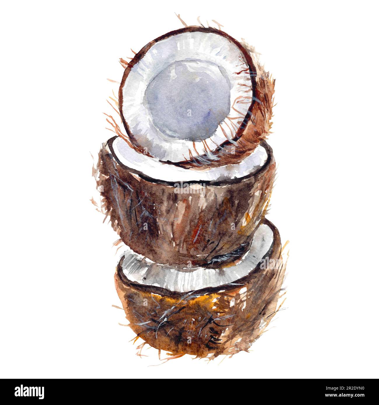 Ripe coconut. Watercolor illustration of coconut isolated on a white ...