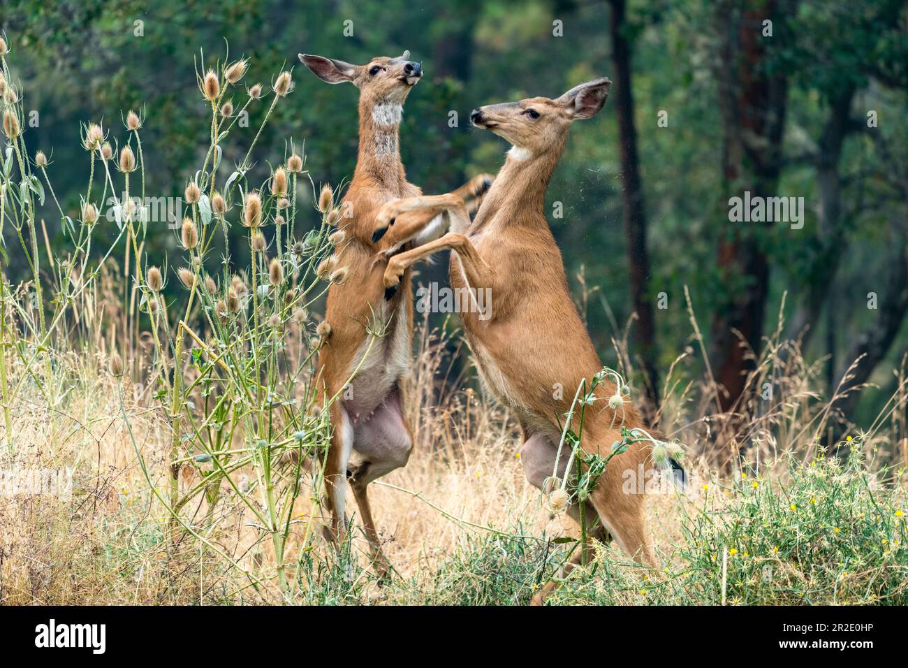 White-tailed deer standing and fighting. Ashland, Oregon Stock Photo ...