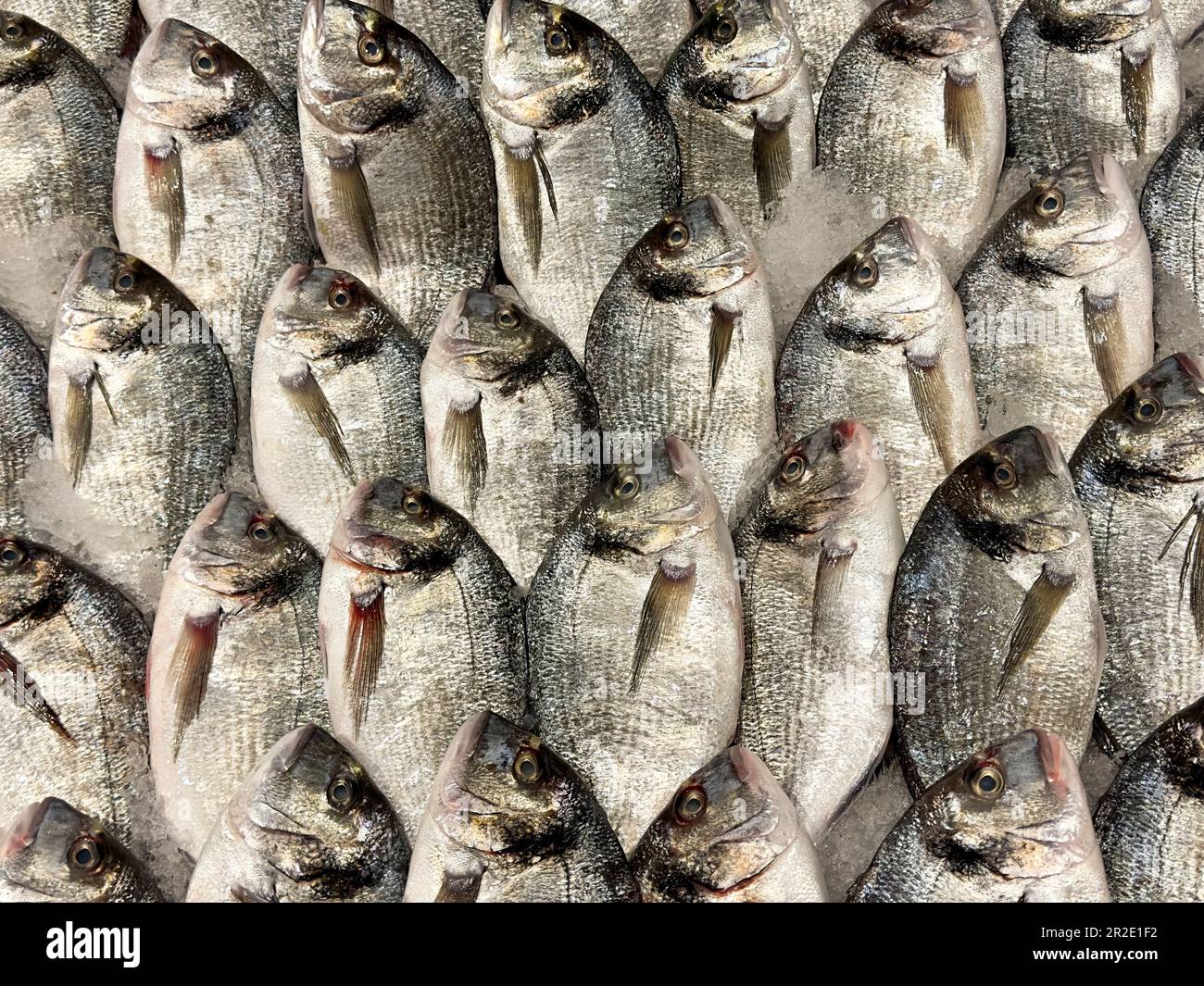 Sea bream. Fresh bream for sale at the fishmonger's counter. fish ...