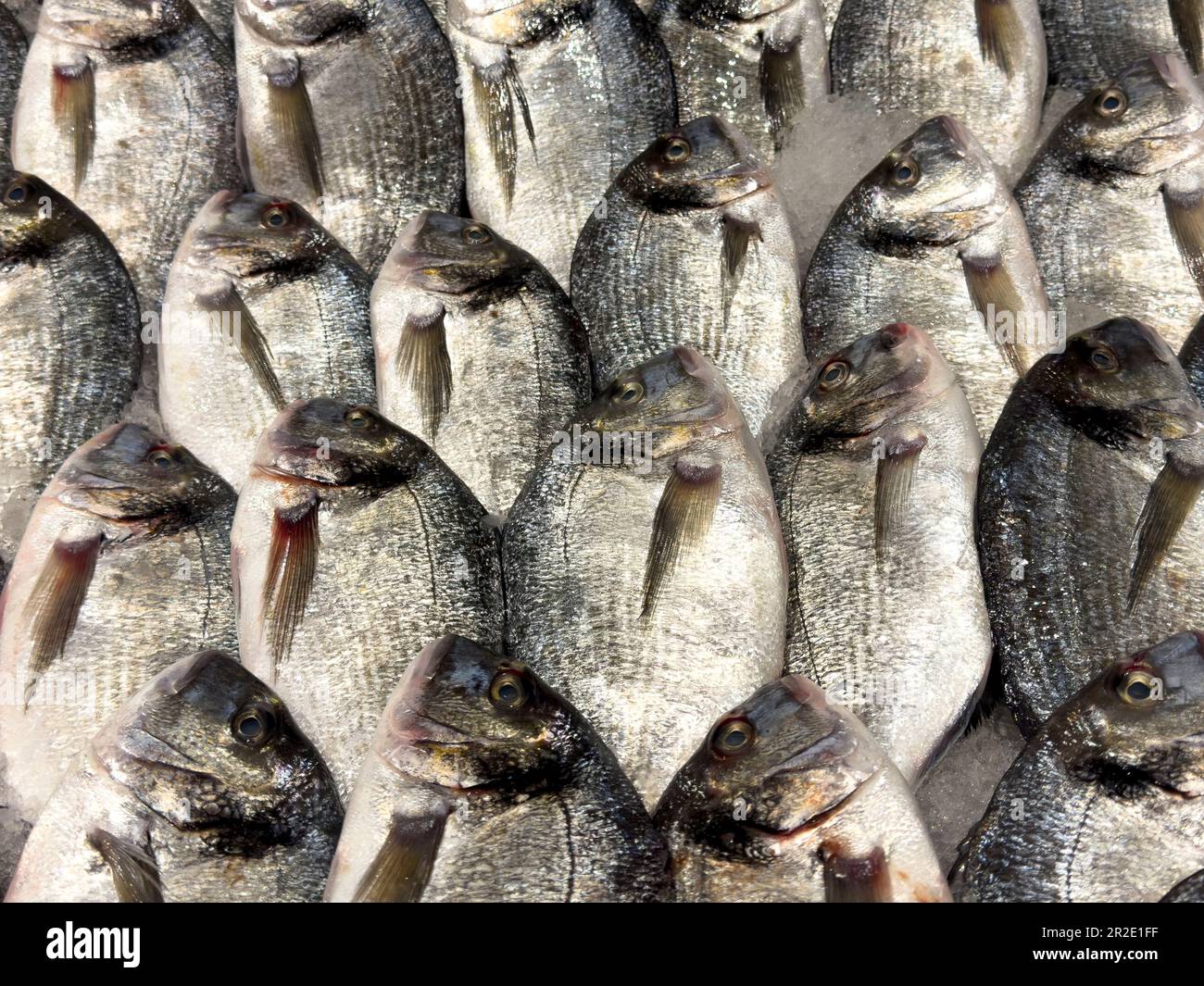 Sea bream. Fresh bream for sale at the fishmonger's counter. fish ...