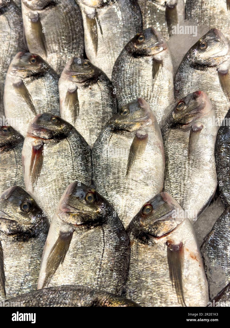 Sea bream. Fresh bream for sale at the fishmonger's counter. fish ...