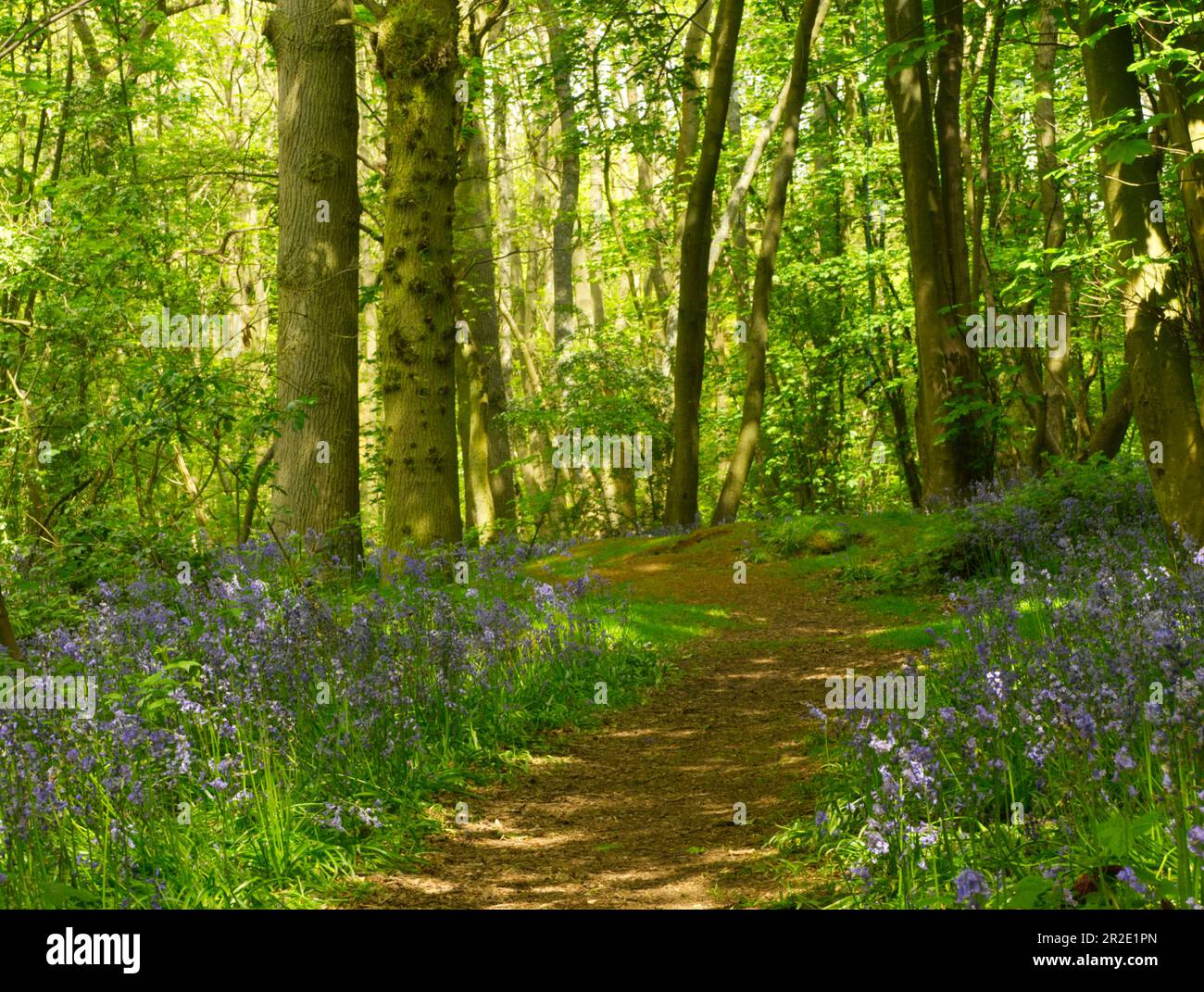 Bluebell wood in spring at Everdon Stubbs, Daventry Stock Photo - Alamy