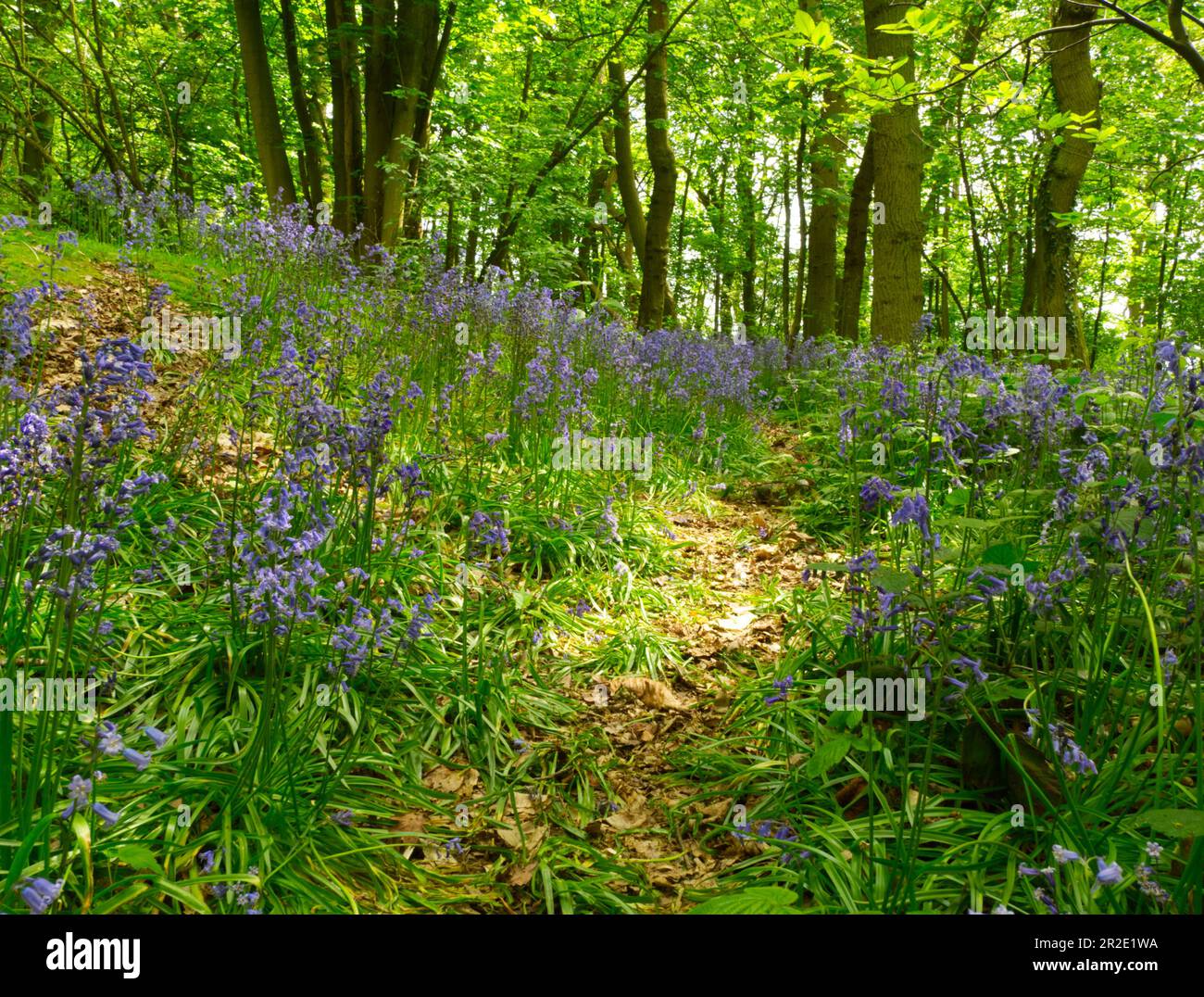 Bluebell wood in Spring at Everdon Stubbs Daventry Stock Photo - Alamy