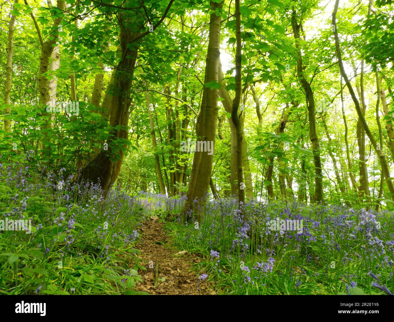 Bluebell wood in Spring at Everdon Stubbs Daventry Stock Photo - Alamy