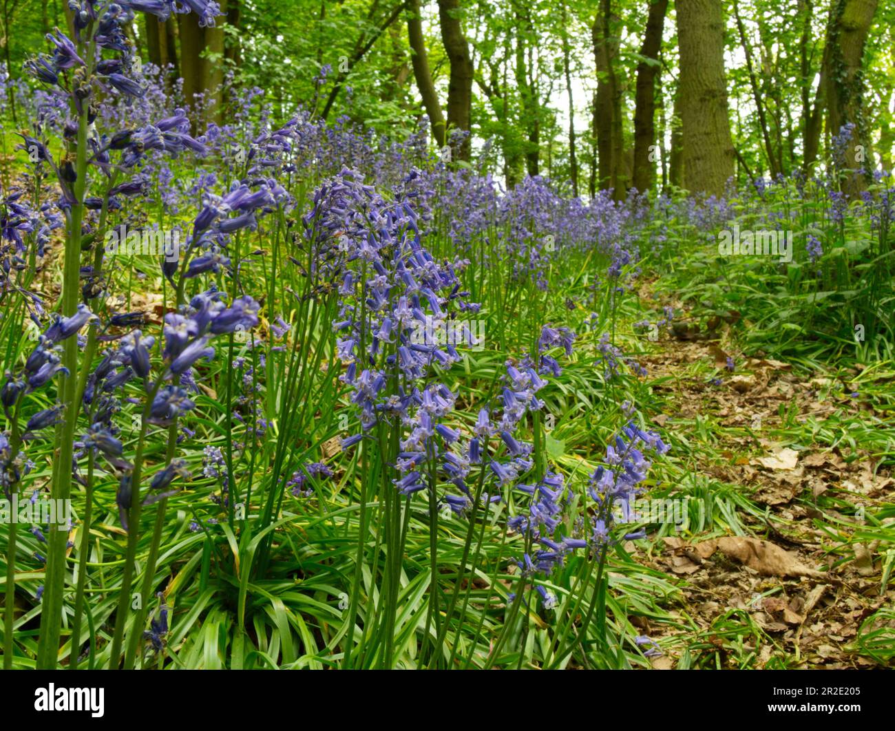 Bluebell wood in Spring at Everdon Stubbs Daventry Stock Photo - Alamy
