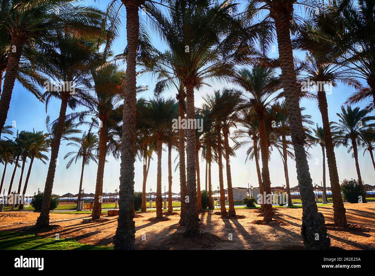 egypt palm tree park as nice natural background Stock Photo - Alamy