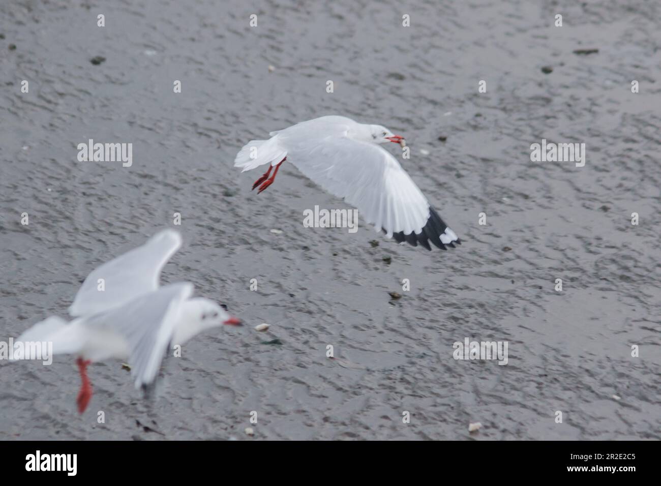 Seagulls sea slow motion hi-res stock photography and images - Alamy