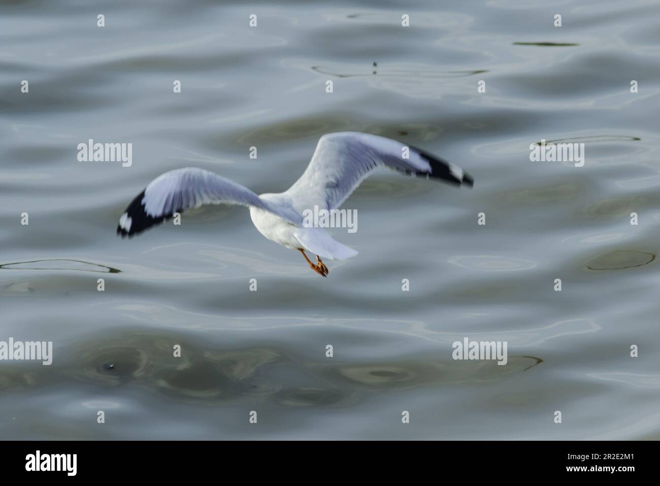 Small birds catching flies hi-res stock photography and images - Alamy