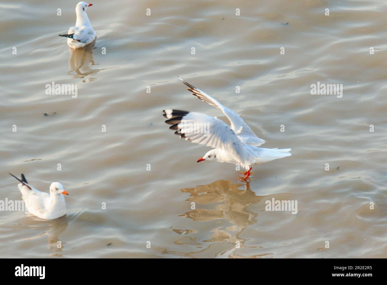 Large flock seagulls flying together hi-res stock photography and ...