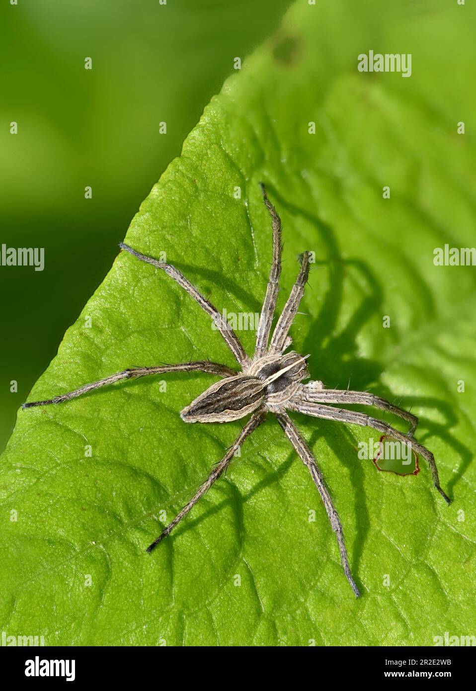 Nursery Web Spider (Pisaura mirabilis) Kent, UK, May Stock Photo - Alamy