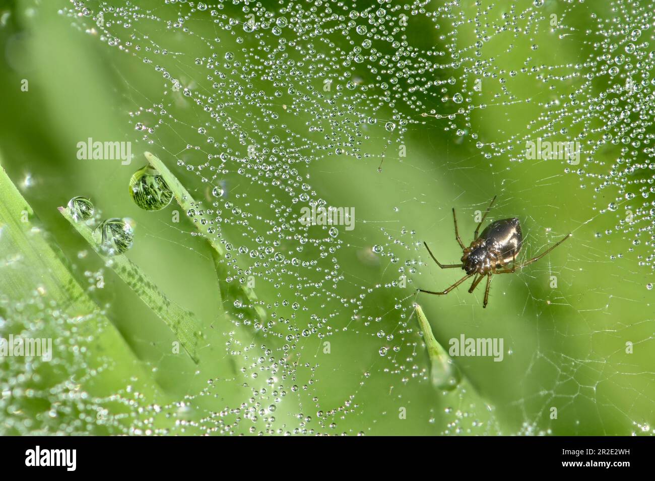 False Widow Spider (Steatoda nobilis) on web covered with morning dew ...