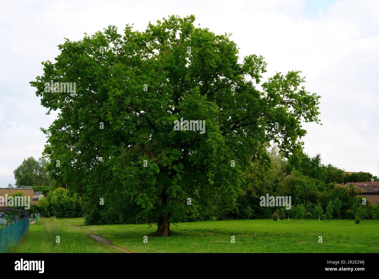 Oak tree or Quercus (Italian tree Stock Photo - Alamy
