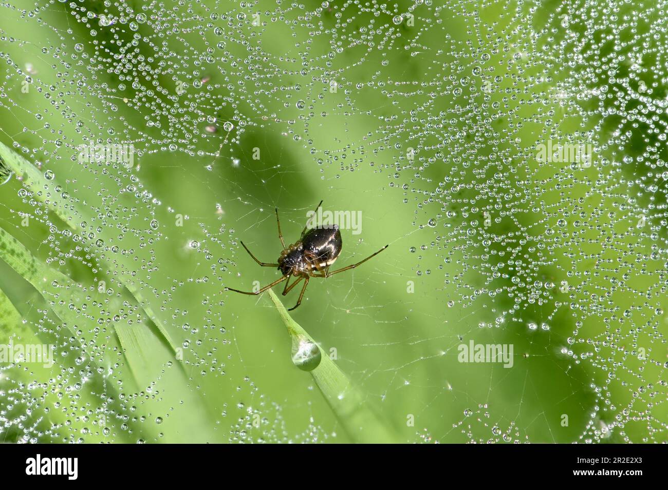 False Widow Spider (Steatoda nobilis) on web covered with morning dew ...