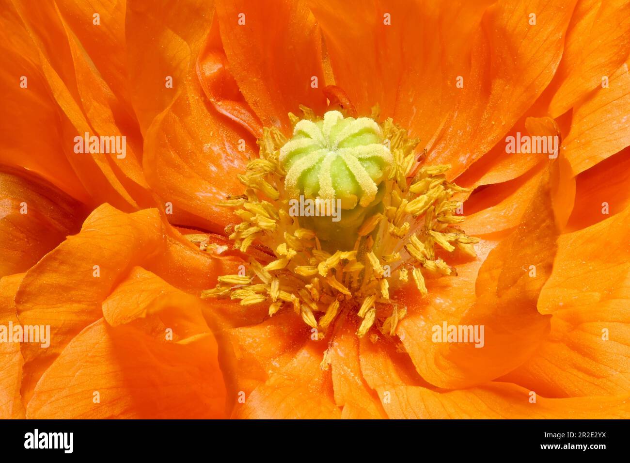 Spanish Poppy (Papaver rupifragum Stock Photo - Alamy