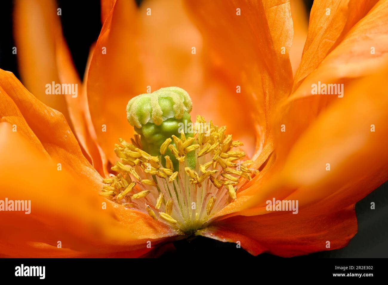 Spanish Poppy (Papaver rupifragum Stock Photo - Alamy