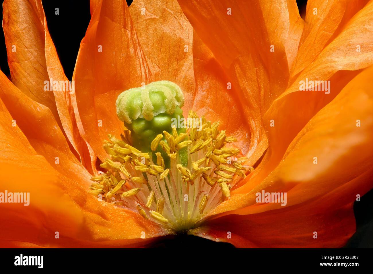 Spanish Poppy (Papaver rupifragum Stock Photo - Alamy
