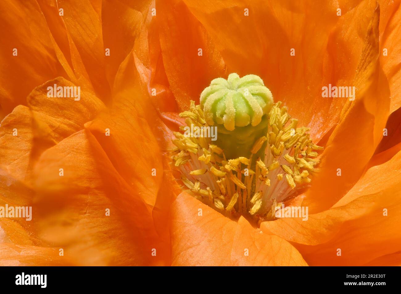 Spanish Poppy (Papaver rupifragum Stock Photo - Alamy