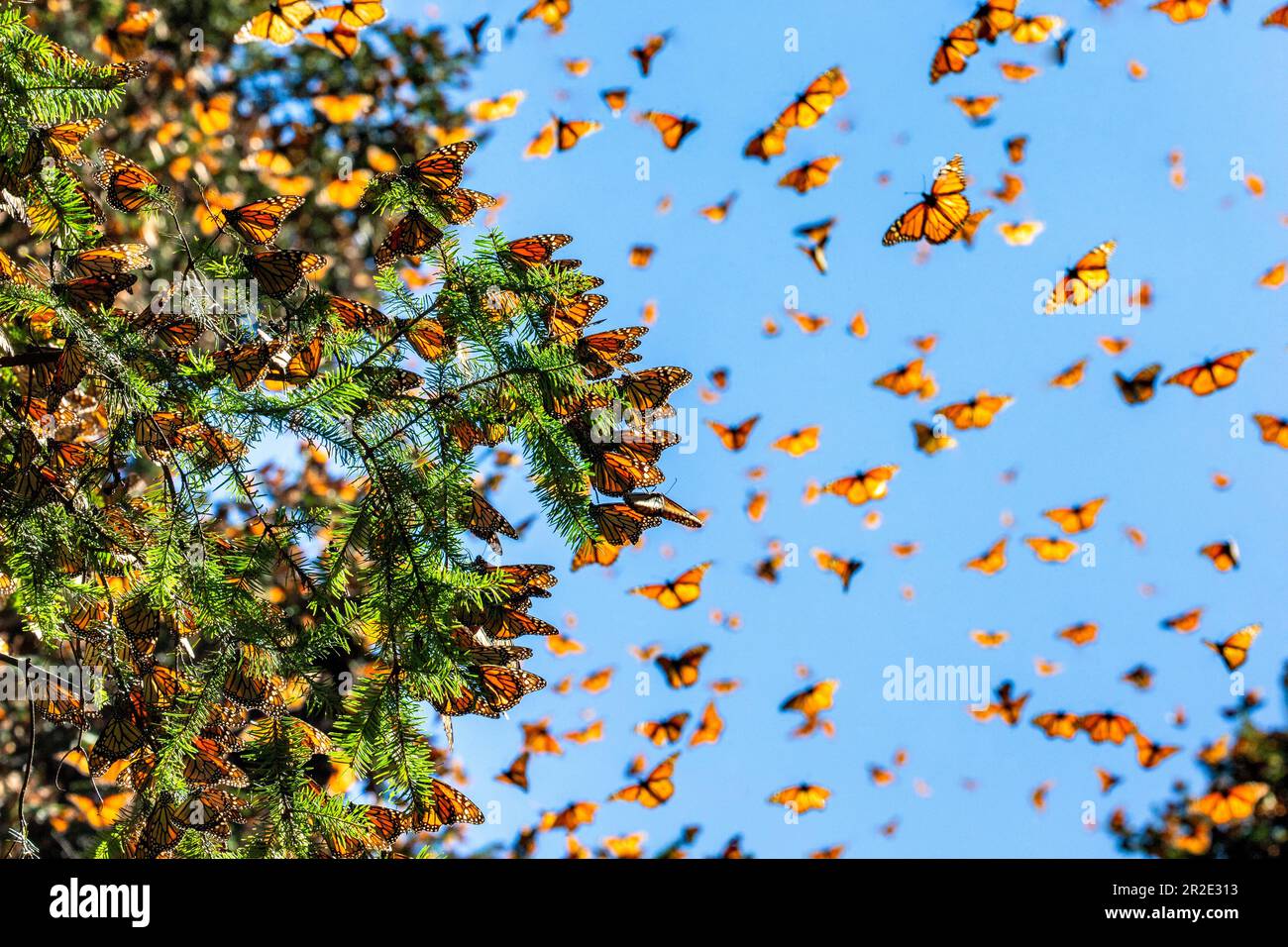 Monarch butterflies (Danaus plexippus) are flying on the background of ...