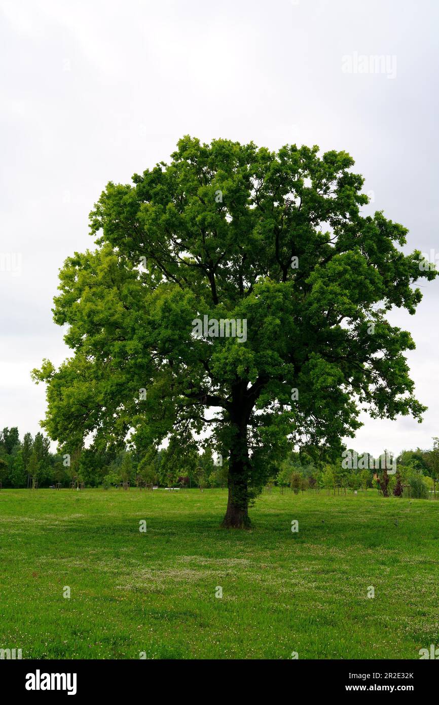 Oak tree or Quercus (Italian tree Stock Photo - Alamy